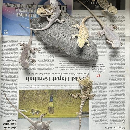 Jual Bearded Dragon Zero Hypo Ph Translucent & Zero Het Hypo Ph ...