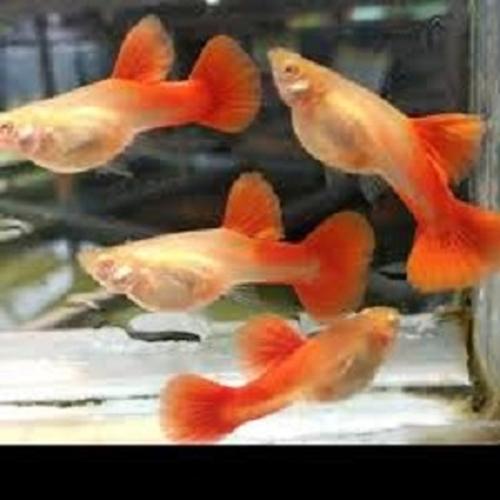 Jual GUPPY BETINA RANDOM HIASAN AQUASCAPE - Jakarta Barat - AQUASCAPE KU | Tokopedia