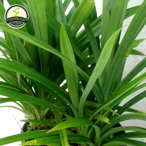 Promo Tanaman Pandan Wangi - Pohon Pandan Wangi - Pandan Wangi - Kab ...