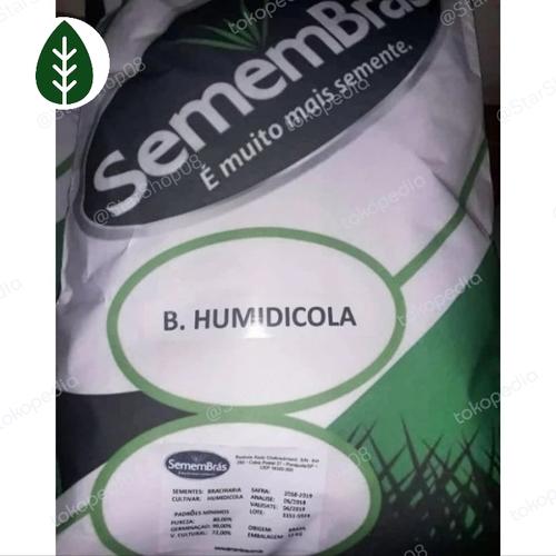 Jual Benih Rumput Brachiaria Humidicola Berat 25kg Biji Rumput Pakan ...