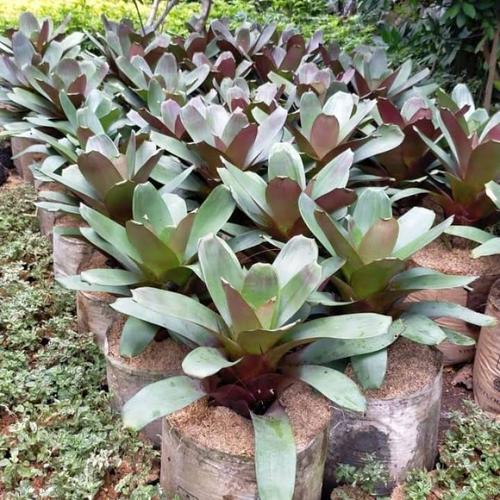 Jual Pohon bromelia giant/bromelia jumbo/tanaman hias bromelia giant ...