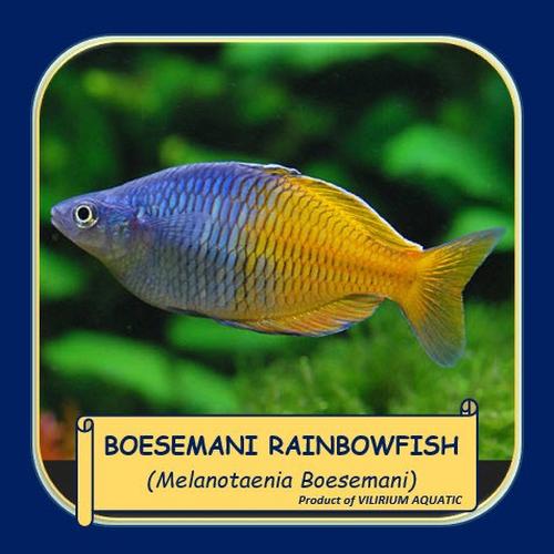 Jual IKAN HIAS AIR TAWAR - RAINBOW BOESEMANI / BOESEMANI RAINBOWFISH ...