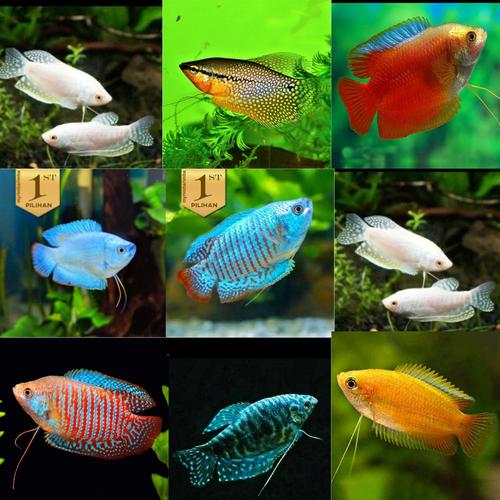 Jual ikan sepat ralis aquascape murah cod - Kab. Bogor - hrs aquascape ...