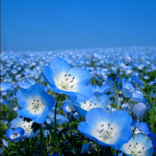 Jual Tanaman hias 'Nemophila' Baby blue eyes/ Bunga pukul sepuluh/ Wild ...