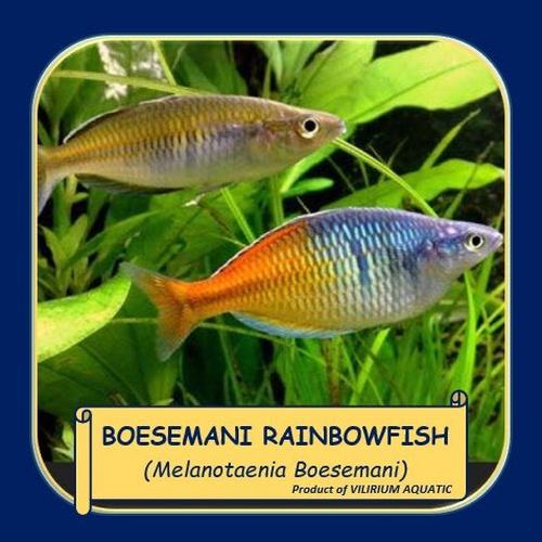 Promo IKAN HIAS AIR TAWAR - RAINBOW BOESEMANI / BOESEMANI RAINBOWFISH ...