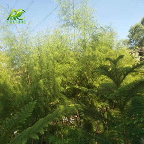 Jual pohon cemara angin/Balon 2.5 m - gymnostoma sumatranum - Kab ...