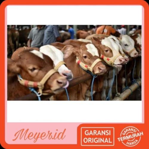 Promo TALI SAPI ,KAMBING (BAHAN TEBAL) HEAD HALTER / BRANGUS / IKAT KEPALA SAPI /BRONGSONG ...