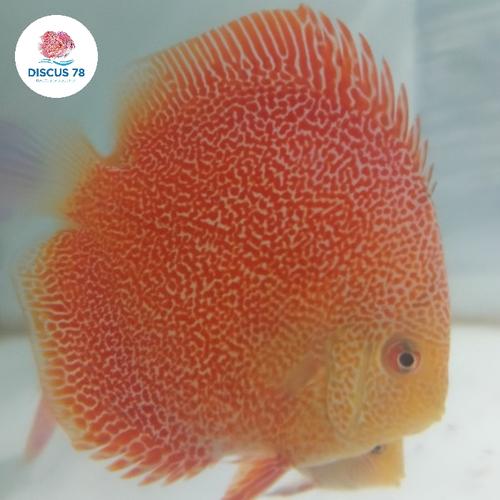 Jual Discus Panthera 3 inchi body - Kab. Bogor - Discus78 | Tokopedia