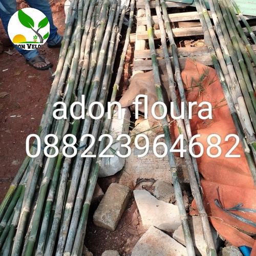 Jual tiang bambu bendera umbul 3 meter 40pcs +ongkir - Kab. Bogor ...