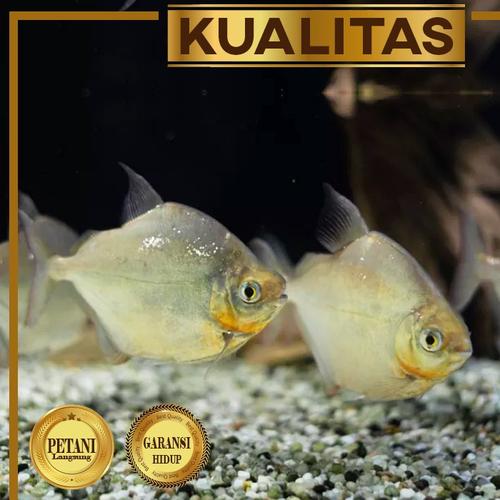 Jual Paket Koloni (isi 10) Silver Dollar Ikan Hias Aquacape Hiasan ...