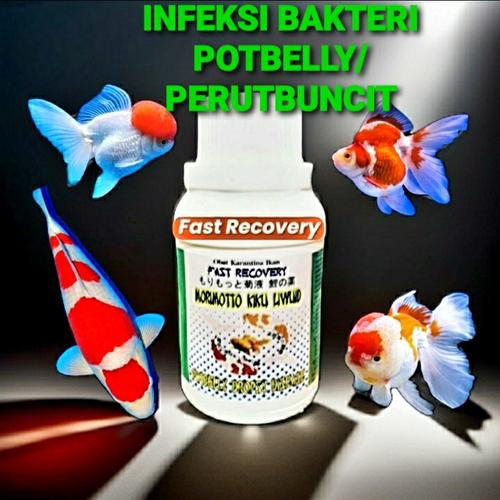 Promo OBAT IKAN KOI DROPSY POTBELLY BAKTERI/KEMBANG SISIK MERAH/KEMBUNG ...