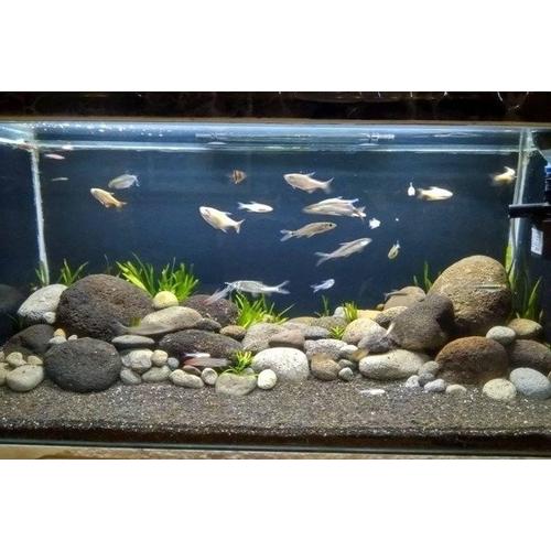 Jual Batu Kali Asli Hiasan AQUARIUM Batu AQUASCAPE Batu Alam Batu ...