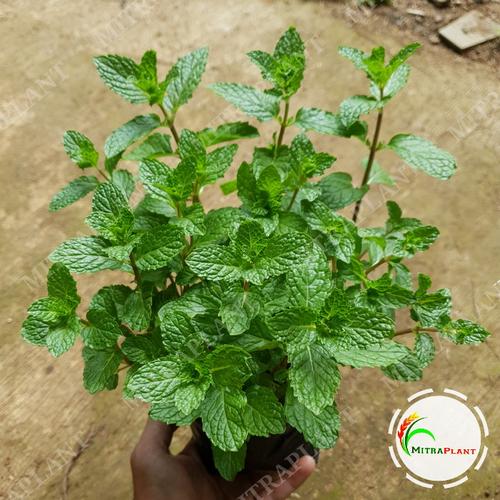 Jual Bibit Tanaman Daun Spearmint - Daun Mint - Menthol - Tanaman ...