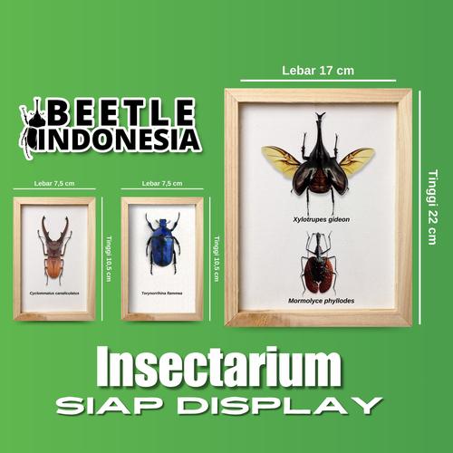 Jual Hiasan dindinng insectarium serangga, taxideremy kumbang ...