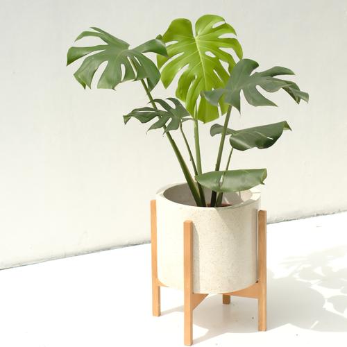 Jual Monstera King + Standing Pot - KING - Kota Tangerang Selatan ...