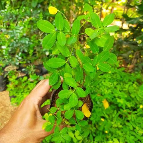 Jual Tanaman Kembang Landep - Pohon kacang kacangan - Rumput bunga ...