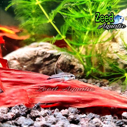 Jual ikan hias aquascape Corydoras Pygmy mini - size 1,5cm - Kota ...