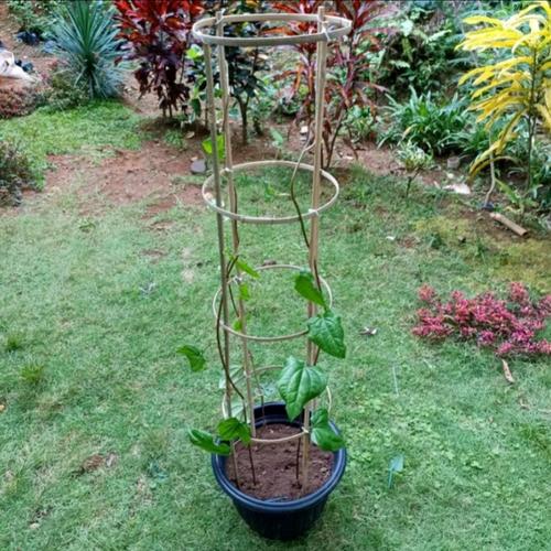 Jual Turus bambu melingkar tanaman rambat T50cm D30cm - Kota Surabaya ...