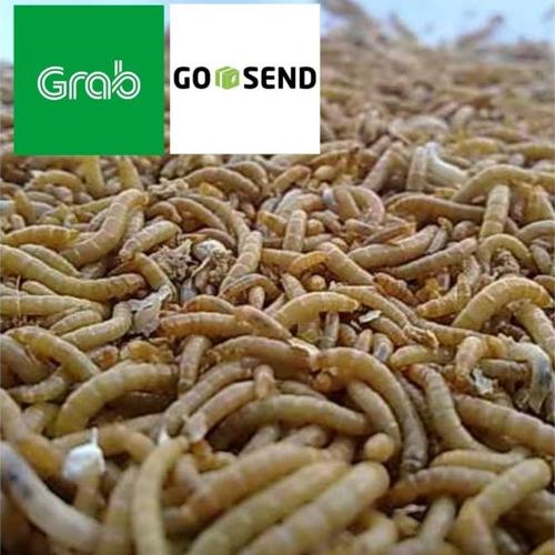 Jual Ulat Hongkong Segar 100 Gram Makanan Burung Ikan Hias Landak Gecko ...
