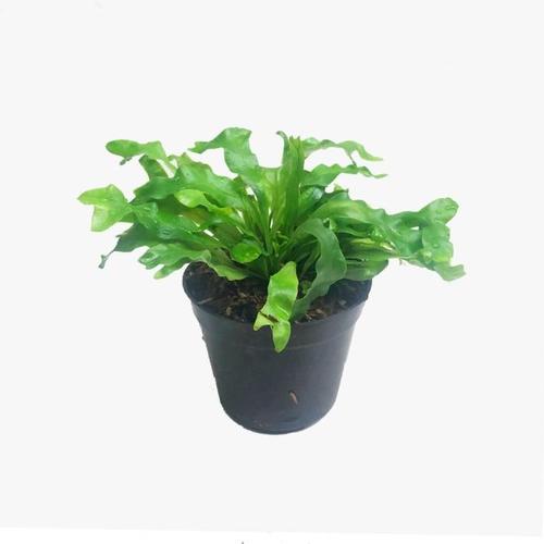 Jual Asplenium sp 'dwarf - Paludarium / Tanaman taman / Vertical garden ...
