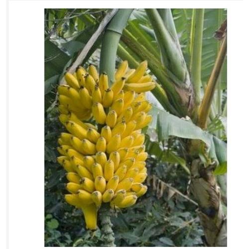 Jual BIBIT PISANG RAJA UNGGUL TERBAIK Bibit Pisang Raja Super Manis ...