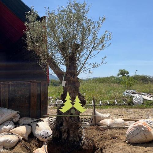 Jual Pohon Olive Tree | Pohon Olive Zaitun | Pohon Zaitun | Pohon Olive ...