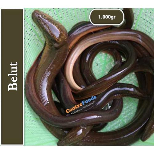 Jual IKAN BELUT - Hidup/Mati Fresh | 1.000gr [ Harga Per KG ] - Jakarta ...