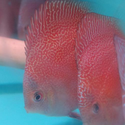 Jual paket Discus Panthera dan albino platinum 2,5 inchi - Kab. Bogor ...
