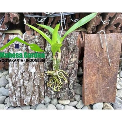Jual Nature (7 pcs )Papan Kulit Kayu Pinus Media Tanam Anggrek dupkye ...