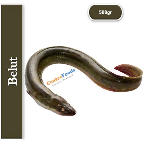 Jual IKAN BELUT - Hidup/Mati Fresh | 500gr [ Harga Per 0,5 Kg ...