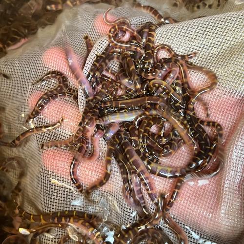 Promo ikan kuhli loach aquascape - Kota Tangerang Selatan - Kitar ...