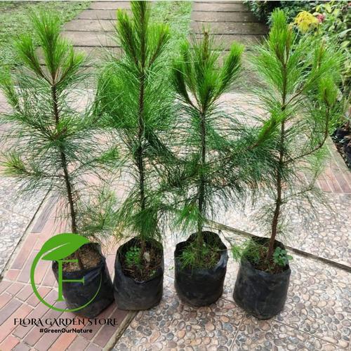 Jual Tanaman Hias Cemara Pinus - Pohon Cemara Pinus - Bibit Cemara ...