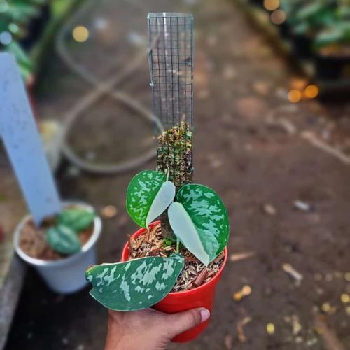 Jual scindapsus exotica simbara variegata 3 daun - zps - Jakarta Barat ...