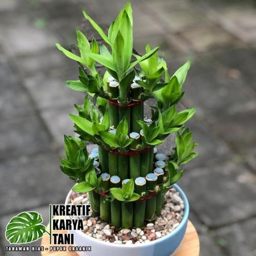 Jual Tanaman hias bambu hoki susun - Tanaman bambu hoki - Bambu rejeki ...
