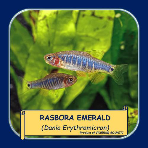 Jual IKAN HIAS AIR TAWAR - RASBORA EMERALD / DWARF EMERALD RASBORA ...
