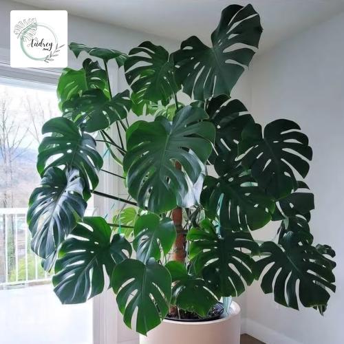 Jual Tanaman Hias Monstera King Deliciosa - SUPER JUMBO - Kota Depok ...