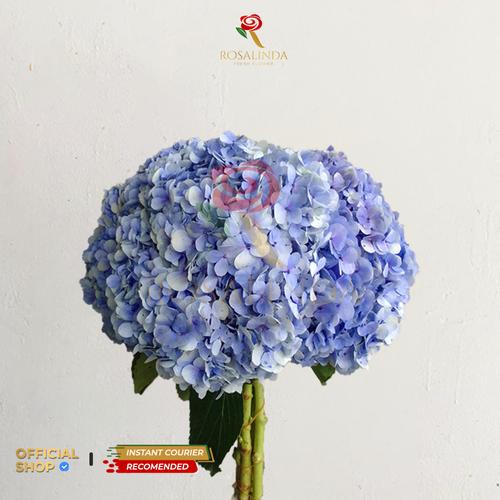 Jual Bunga Hortensia Biru / Hydrangea / Bunga Potong Segar - Jakarta ...