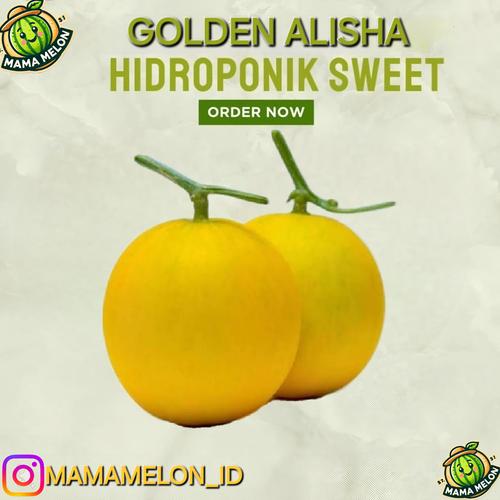 Jual Melon Premium Emas Golden Alisha Hidroponik Organik Sweet Melon ...