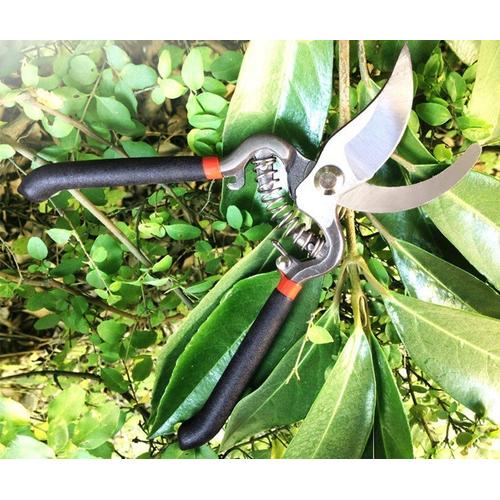Jual Gunting Stek Dahan Ranting Stainless Steel 8 Inci l Pruning Shear ...
