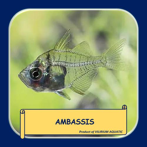 Jual IKAN HIAS AIR TAWAR - TETRA GLASS FISH / AMBASSIS (±2cm) - Jakarta ...