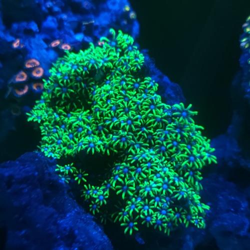Jual green star polyp polip bintang hijau metalik reef gsp aquarium ...