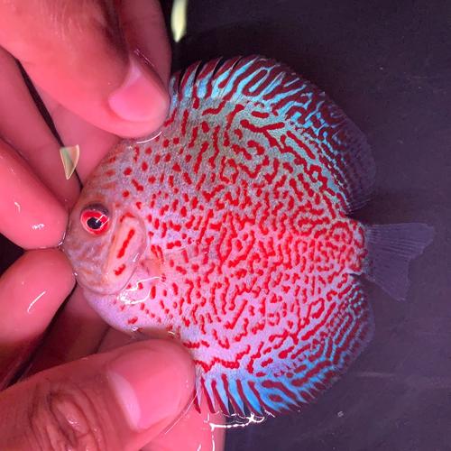 Jual Ikan discus pigeon snake (Leopard) - 2 Inch - Kab. Bogor - DISCUS ...