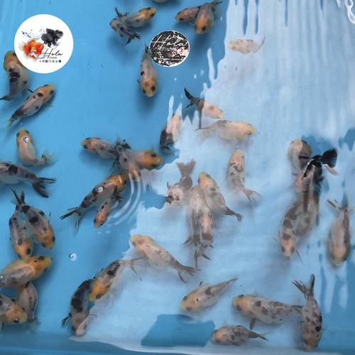 Jual BABY RANCHU RANCU SAPI / IKAN MAS KOKI RANCHU COW / GOLDFISH FANCY ...