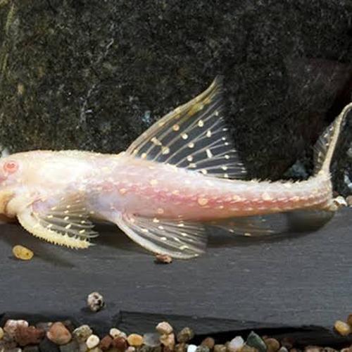 Jual Pleco L155 adonis albino lyretail - Jakarta Barat ...