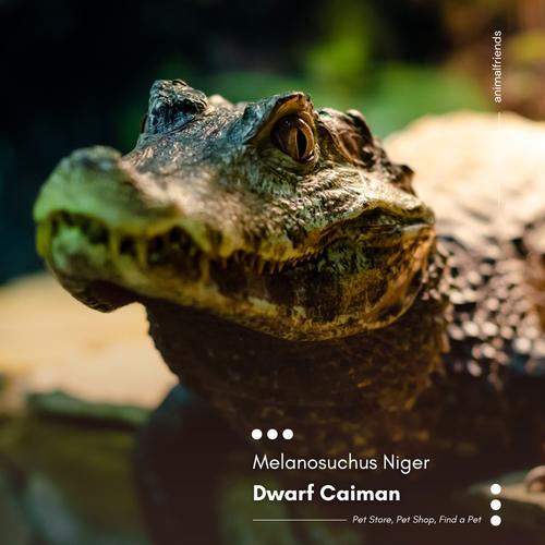 Promo Dwarf Caiman / Buaya Mini Kerdil Cicil 0% 3x - Kota Tangerang ...
