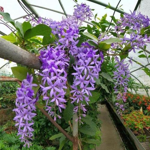 Jual '' BUNGA MERAMBAT PETREA 1 METER - TANAMAN HIAS MERAMBAT BUNGA ...