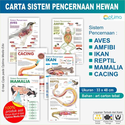 Jual Poster Carta Anatomi Sistem Pencernaan Hewan - CACING - Kab ...