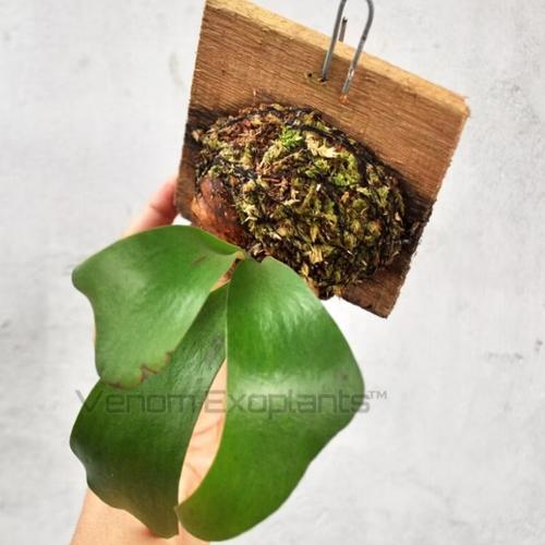 Jual VE1328 Platycerium ellisii original madagascar tanaman pakis paku ...