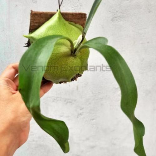 Jual VE1326 Platycerium hillii Panama tanaman pakis paku fern kadaka ...