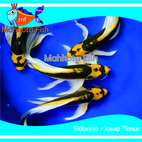 Jual Ikan KOI SLAYER | KOI KABUTO SLAYER | KOI | (KHUSUS INSTAN) - Kab ...